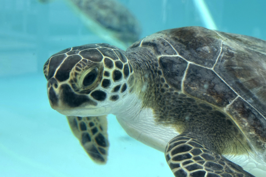 Cold-stunned green sea turtles are recovering at a Florida marine life ...